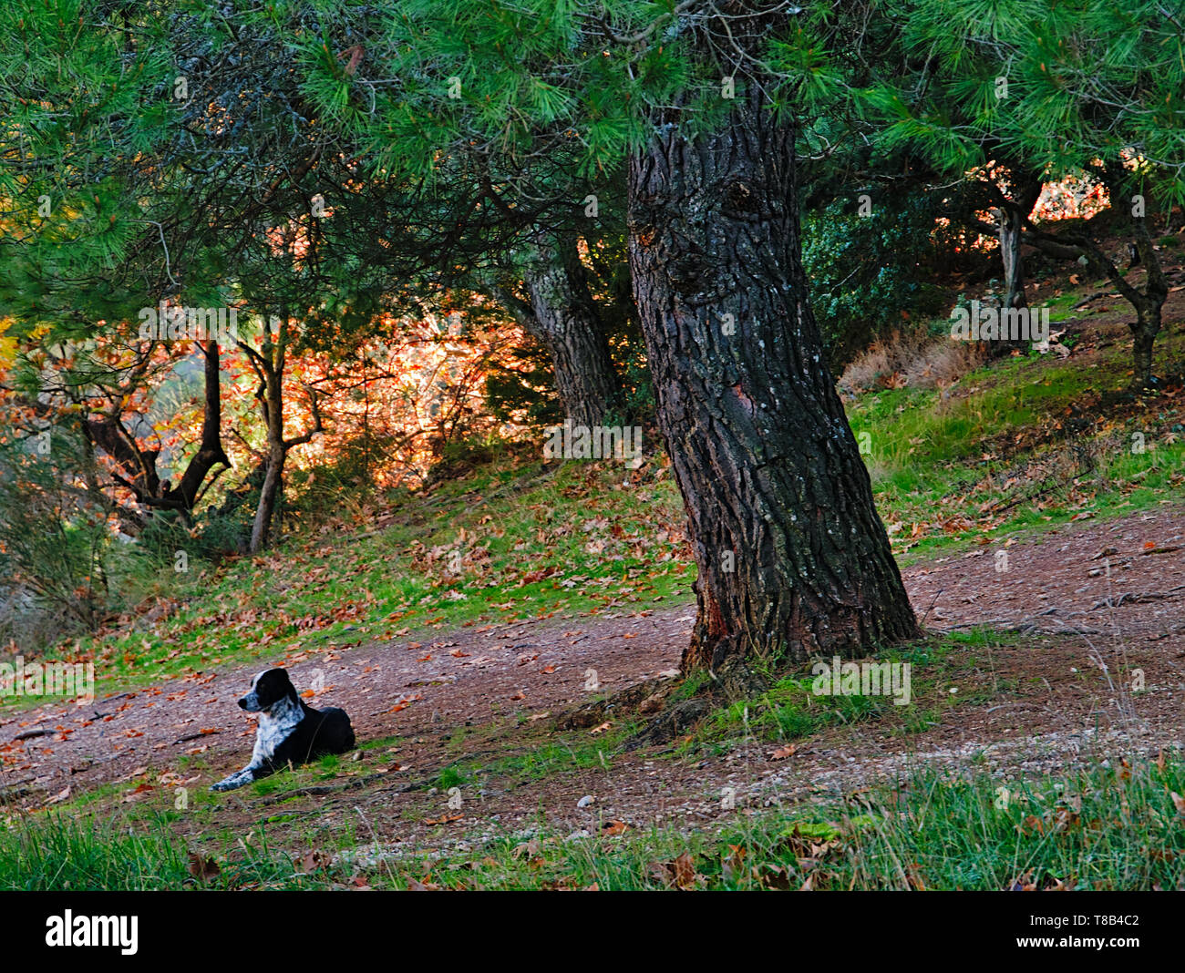 Beautiful scene of a dog sitting under a pine tree. Colorful nature ...