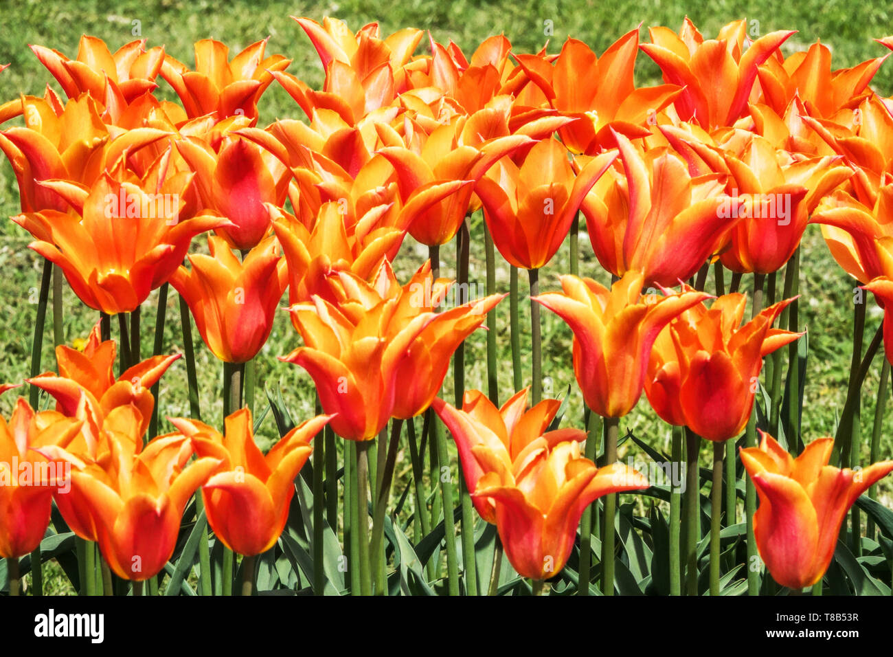 Tulip fire hi-res stock photography and images - Alamy
