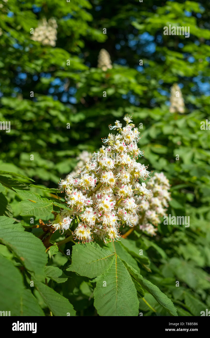 Chestnut tree bloom hi-res stock photography and images - Alamy