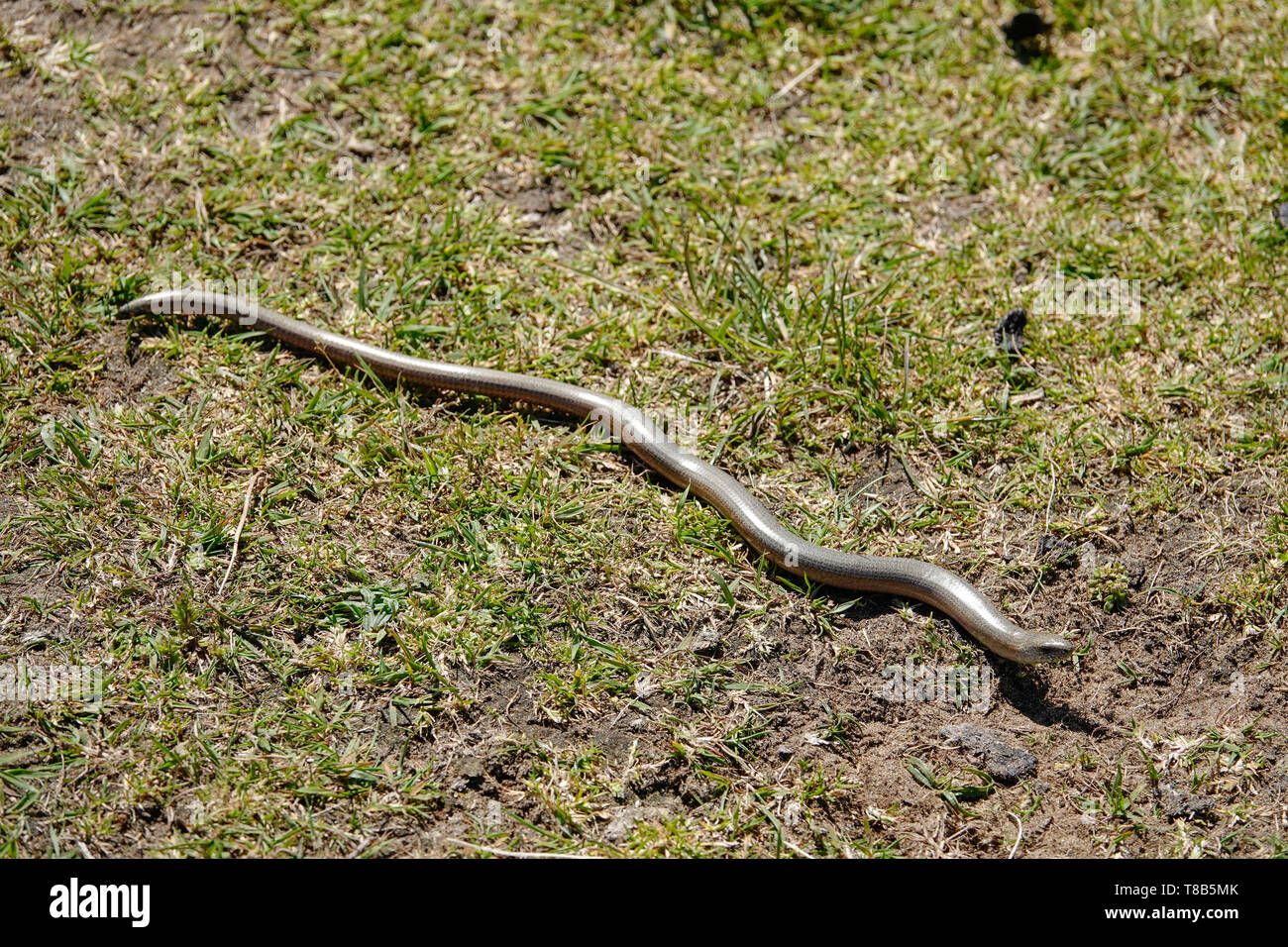 British reptile: Slow worm pictured crossing a path in Llangennith ...