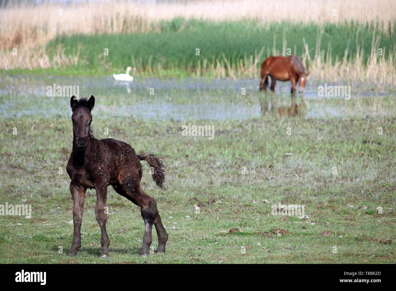 Young filly hi-res stock photography and images - Alamy