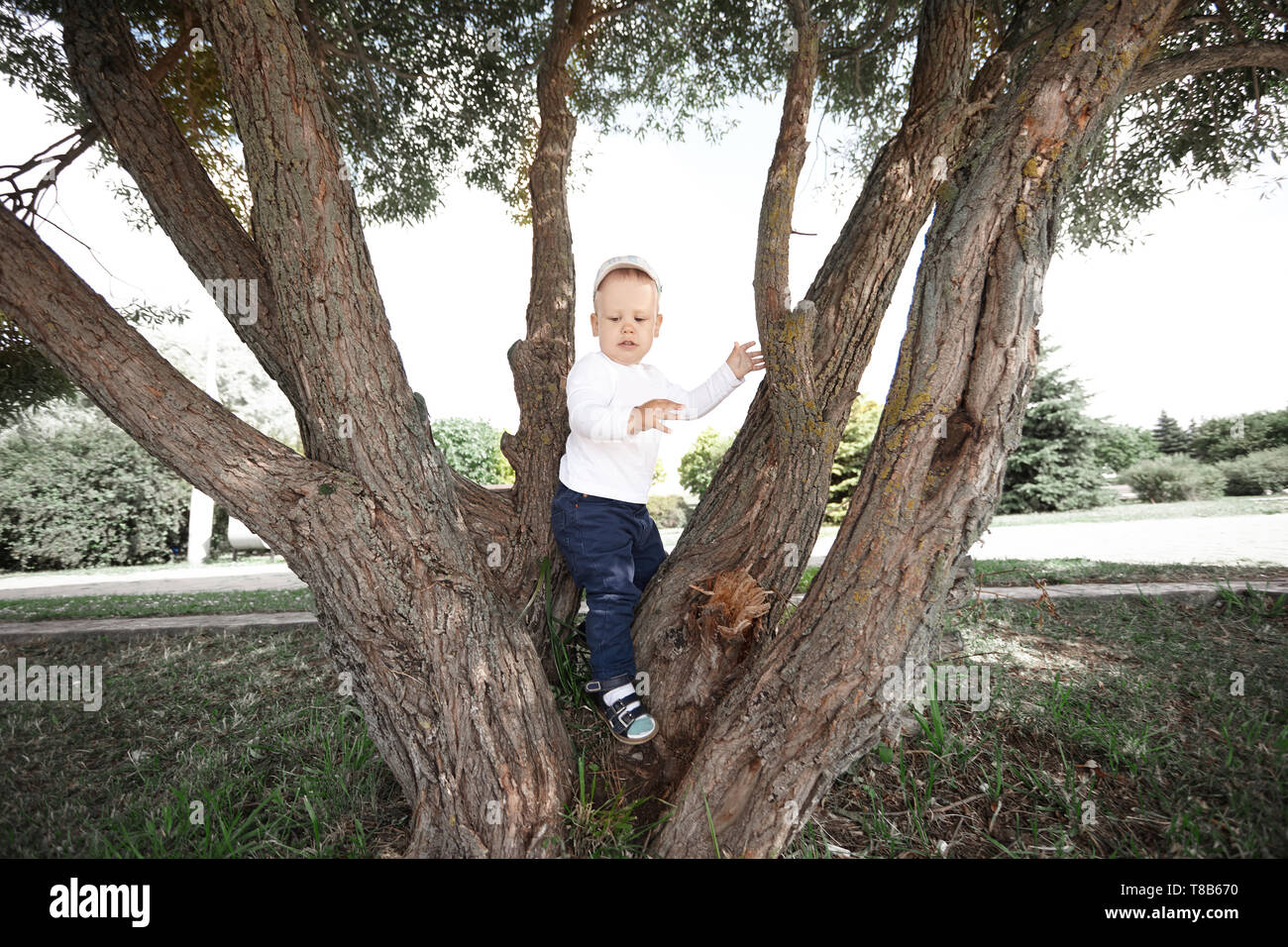 pretty little boy standing on a big old tree Stock Photo - Alamy