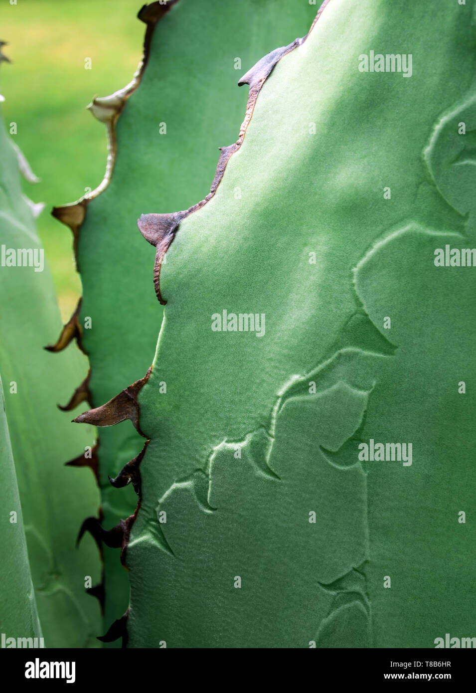 Agave succulent plant freshness texture on leaves surface with thorn of ...