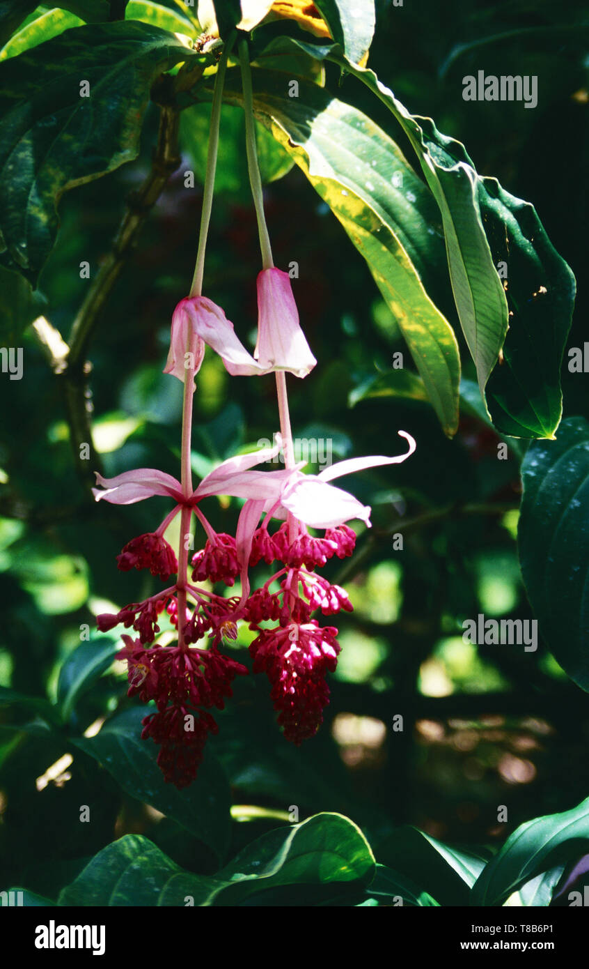 Rose grape hi-res stock photography and images - Alamy