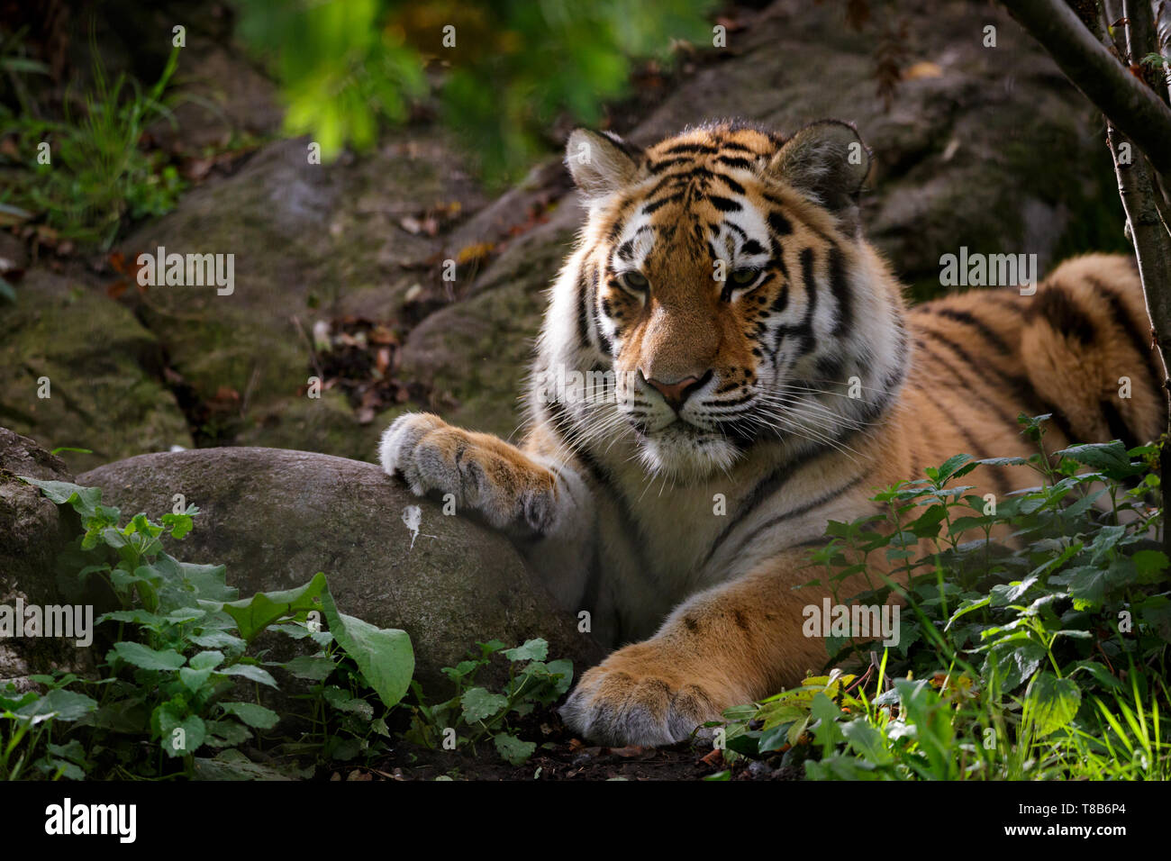 Siberian tiger panthera tigris altaica Stock Photo - Alamy
