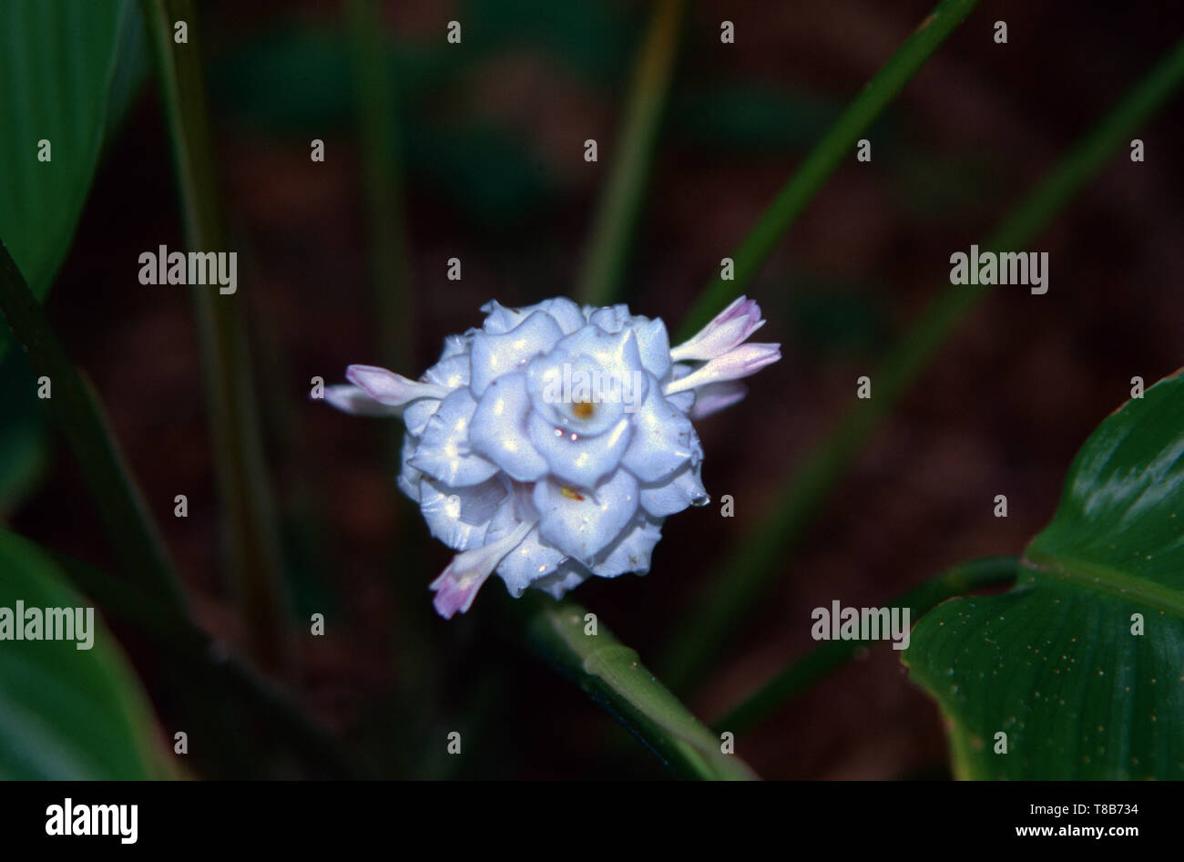 Blue ice calathea hi-res stock photography and images - Alamy