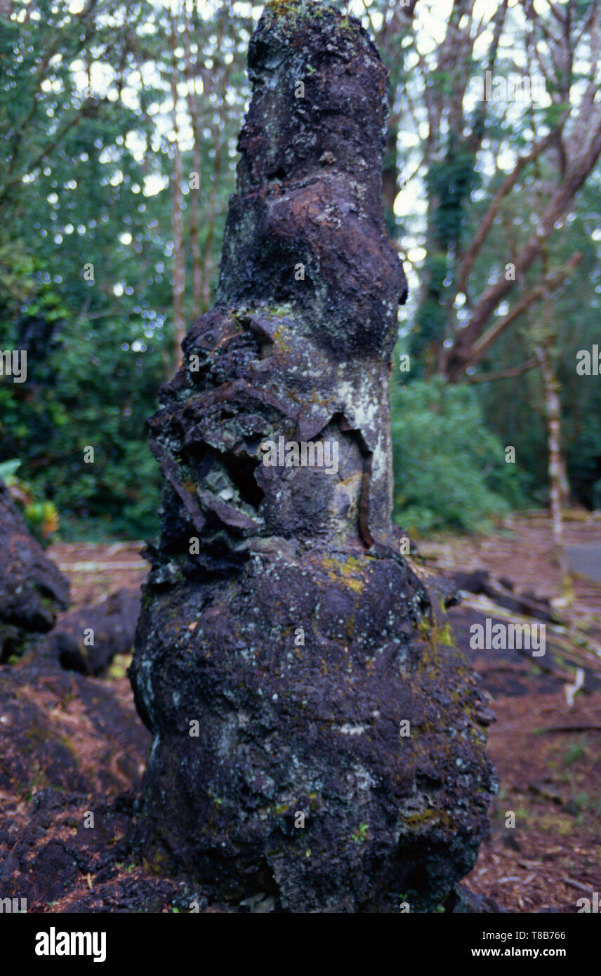 Lava trees hi-res stock photography and images - Alamy