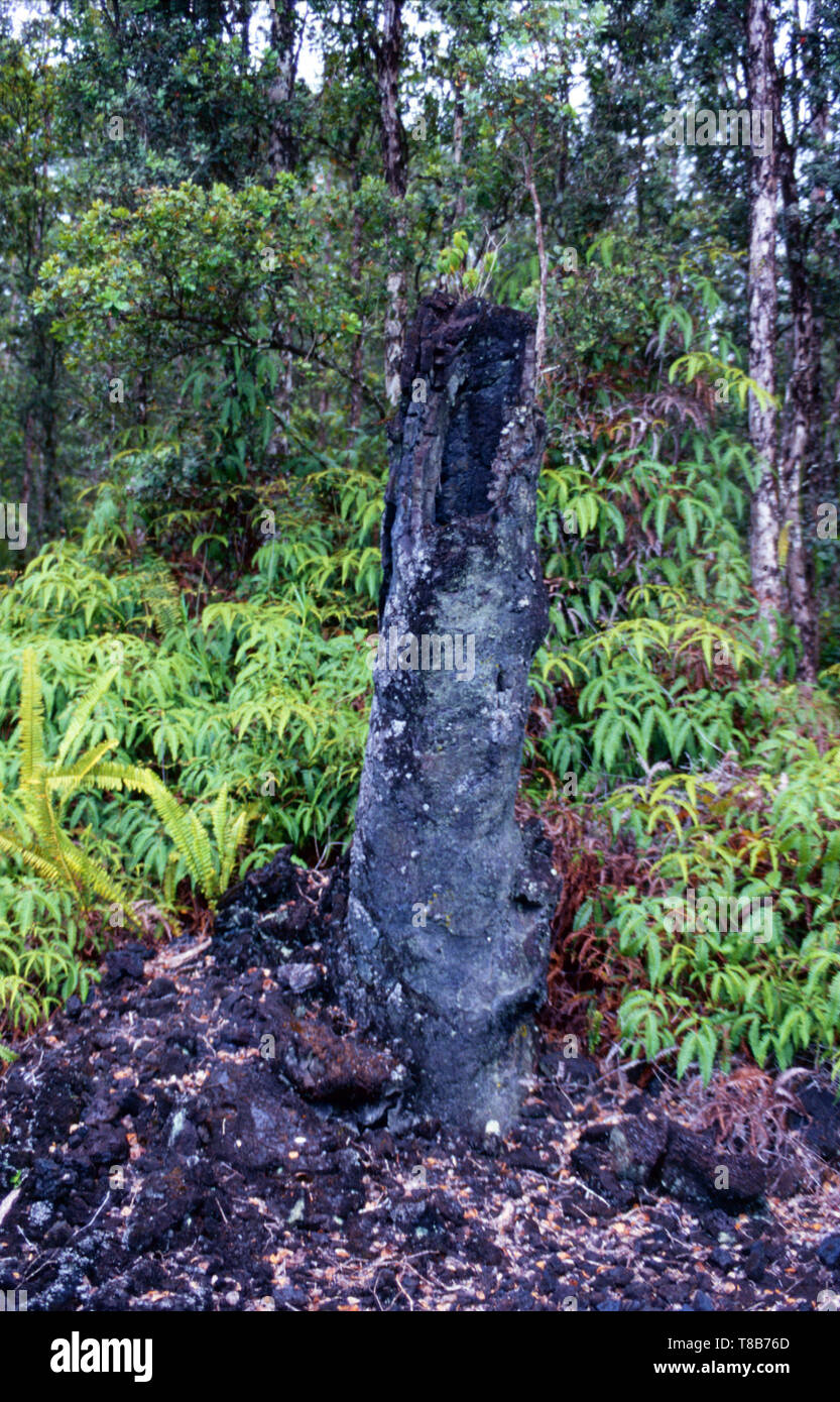 Lava Tree State Monument,Big Island,Hawaii Stock Photo - Alamy