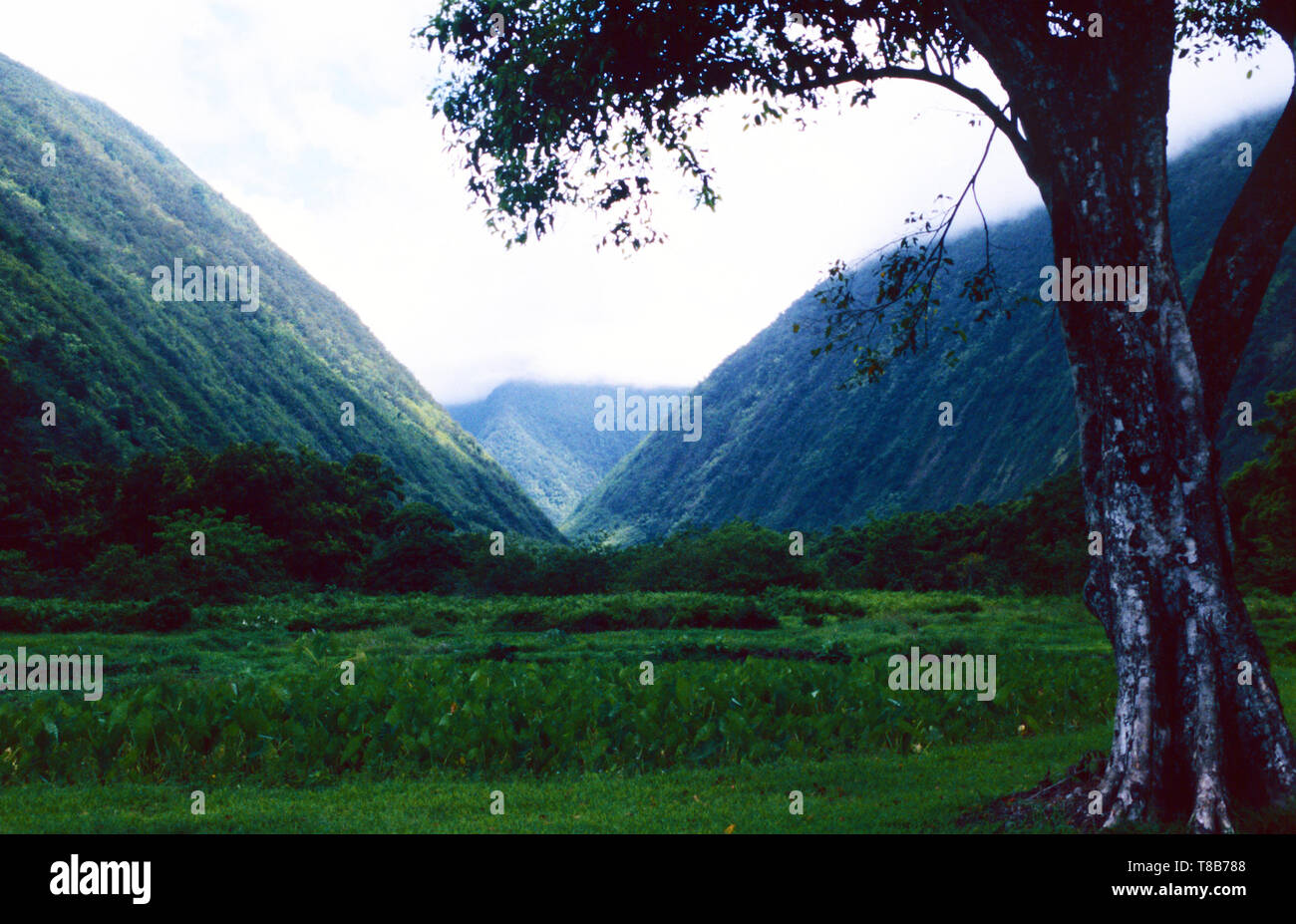 Waipio Valley Overlook High Resolution Stock Photography and Images - Alamy