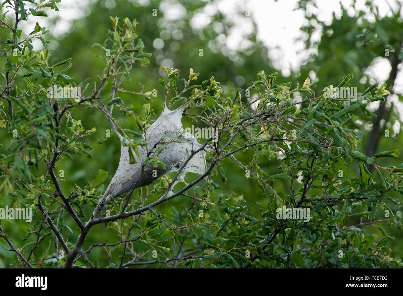The forest tent caterpillar - the major pest in hardwood stands Stock ...