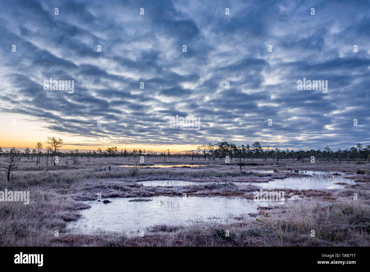 Sunrise in the bog. Icy cold marsh. Frosty ground. Swamp lake and ...