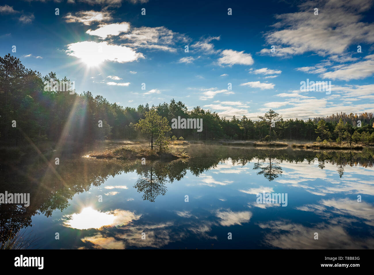 Sunrise in the bog. Icy cold marsh. Frosty ground. Swamp lake and ...