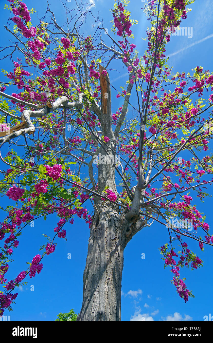 Judas tree flowering hi-res stock photography and images - Alamy