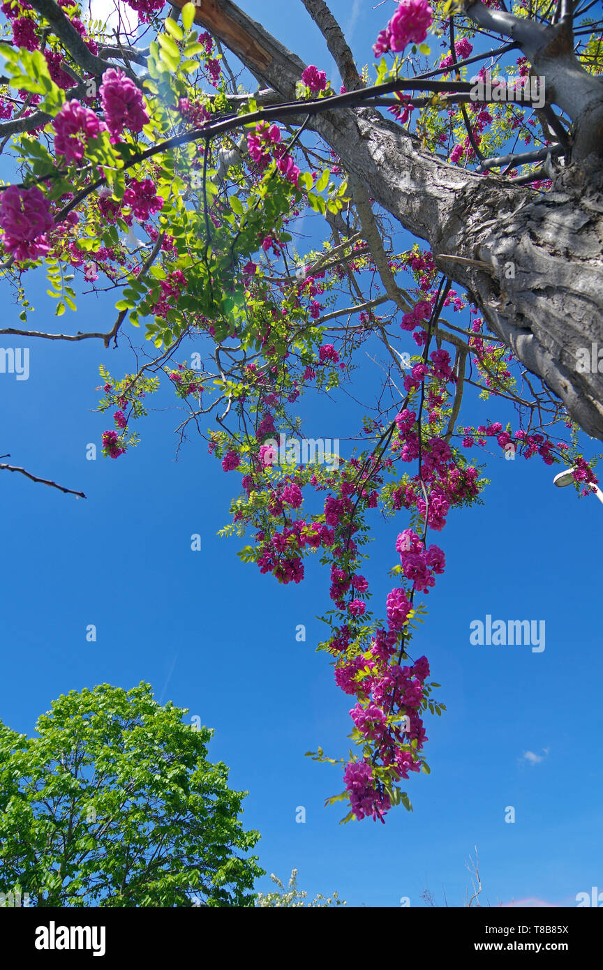 Judas Tree Flowering High Resolution Stock Photography and Images - Alamy
