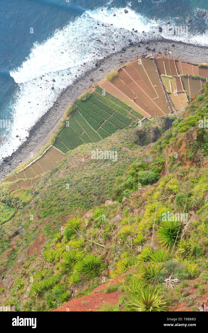 Portugal, Madeira Island, Cape Girao belvedere, cultivated fields at ...