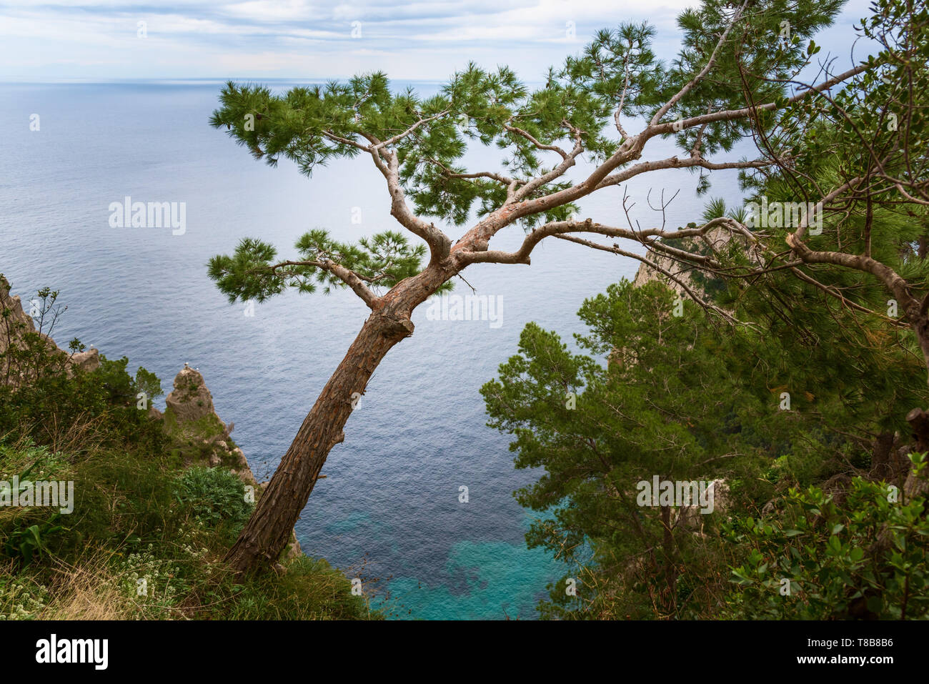 Capri tree hi-res stock photography and images - Alamy