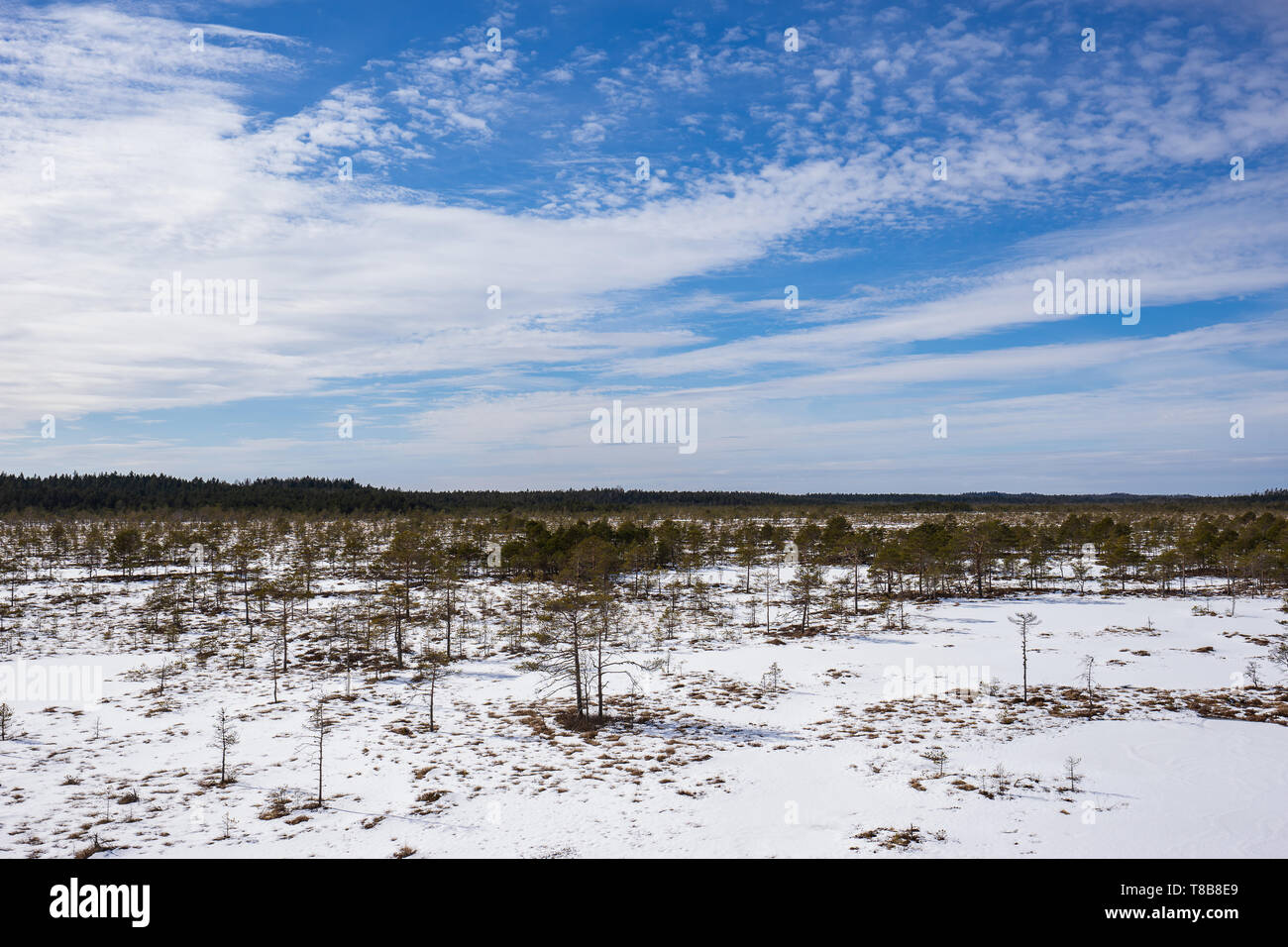 Sunrise in the bog. Icy cold marsh. Frosty ground. Swamp lake and ...
