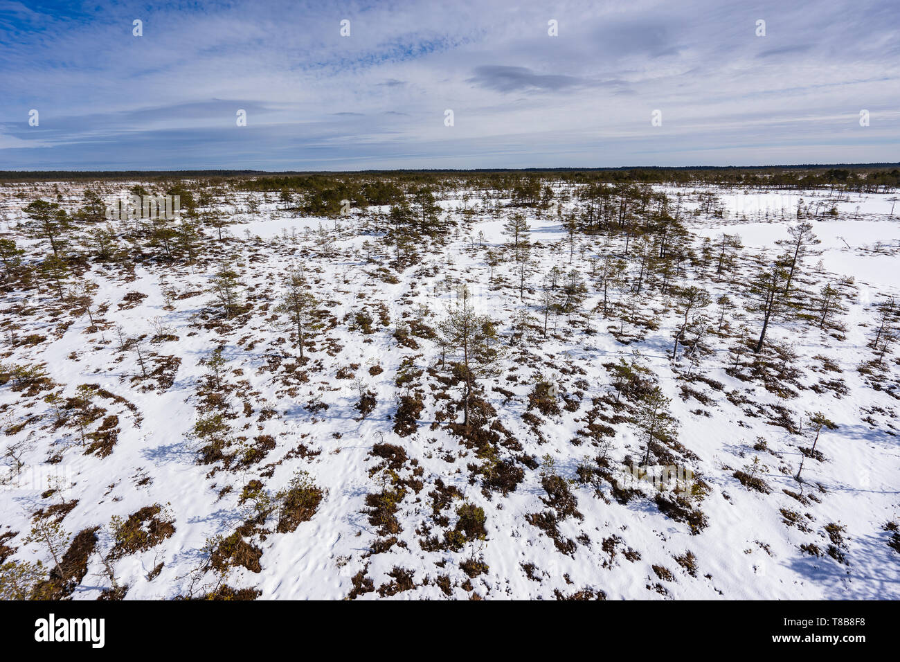 Sunrise in the bog. Icy cold marsh. Frosty ground. Swamp lake and ...
