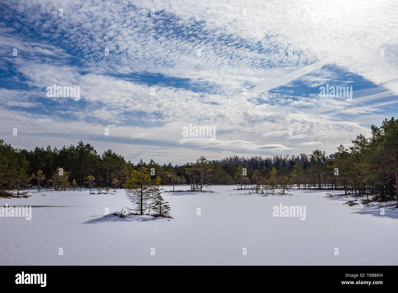Sunrise in the bog. Icy cold marsh. Frosty ground. Swamp lake and ...