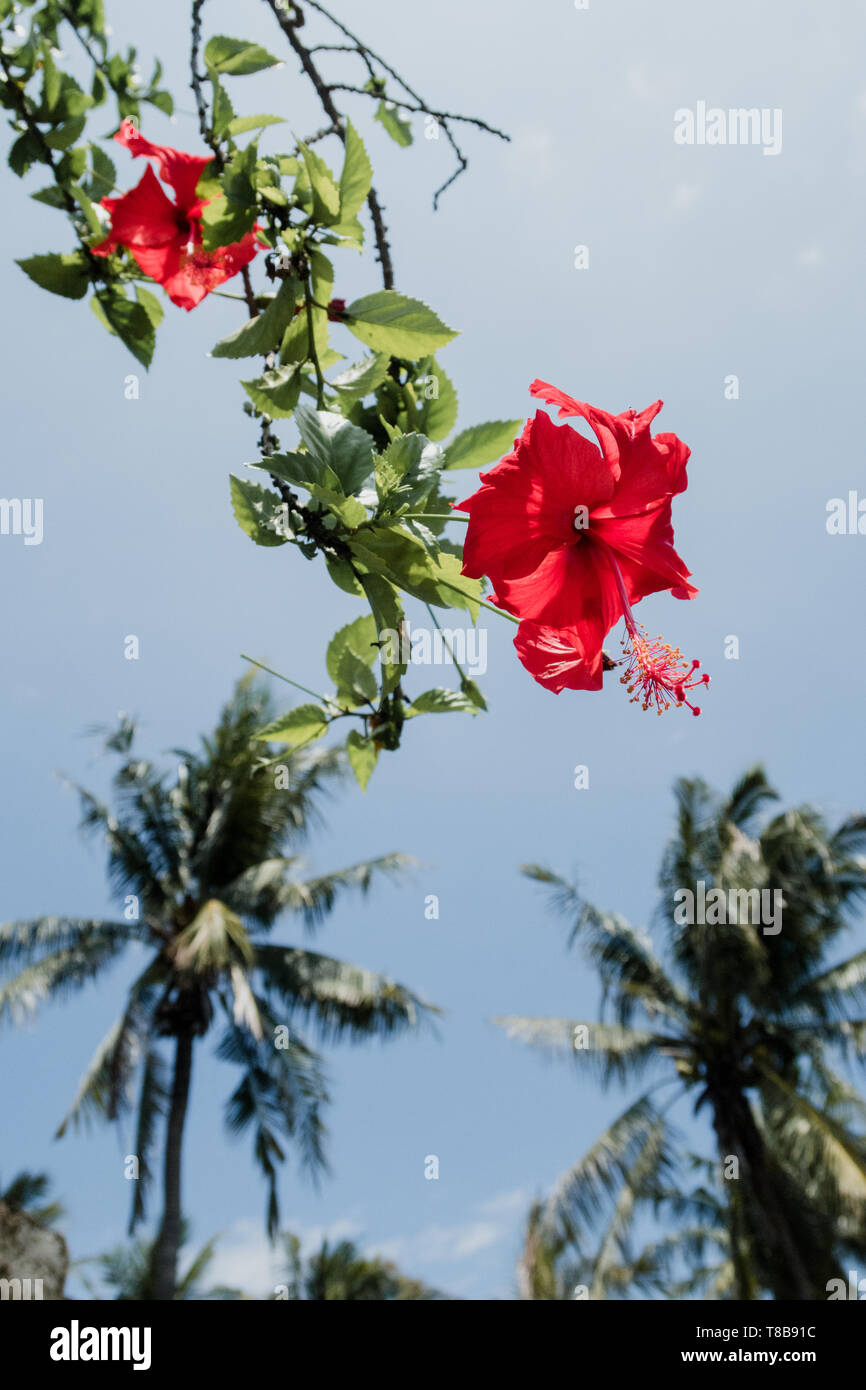 Tropical palm trees hibiscus flower hi-res stock photography and images ...