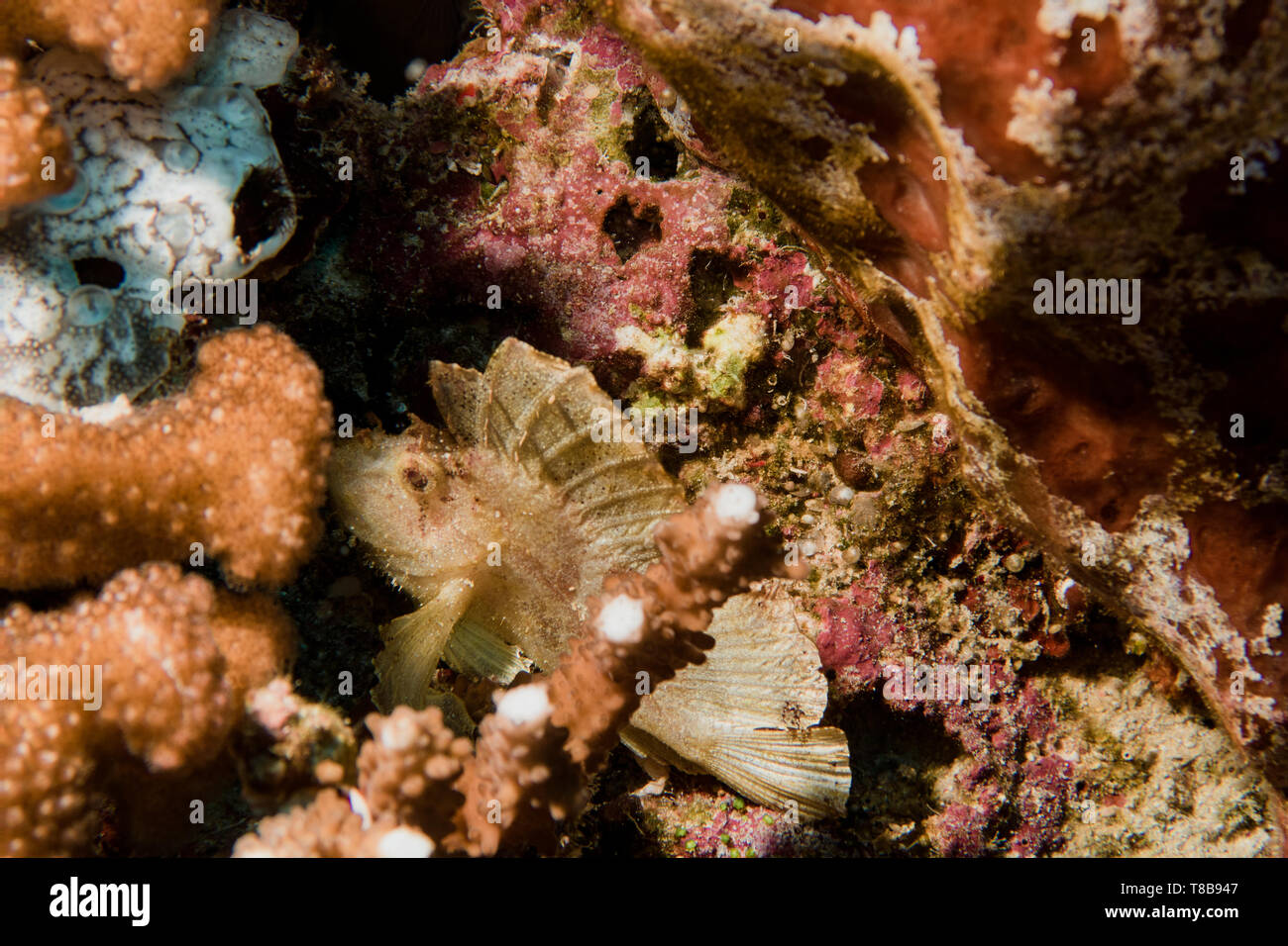 Yellow fish hiding in coral hi-res stock photography and images - Alamy