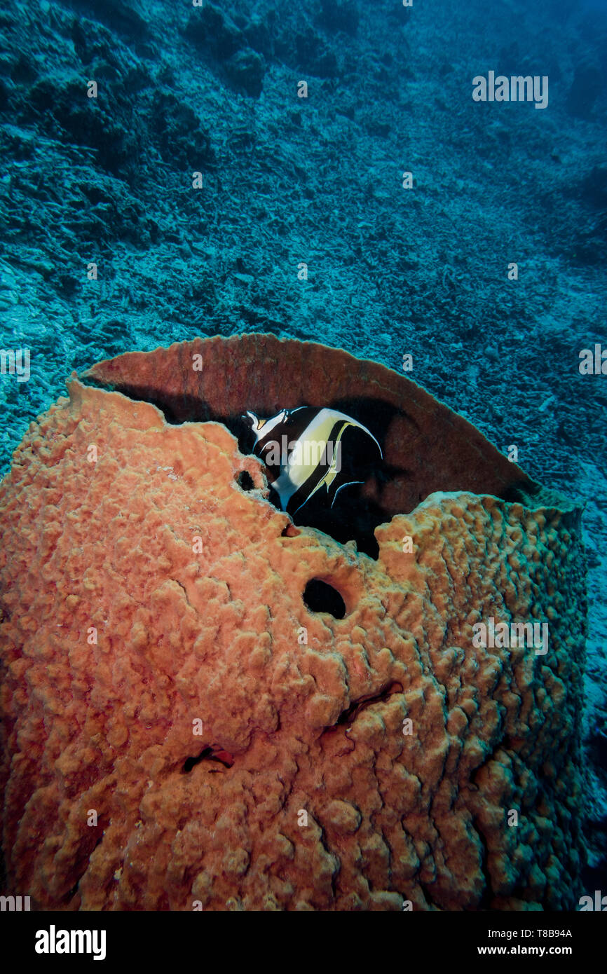 A banner fish inside a red barrel sponge at Halik, a scuba diving spot ...
