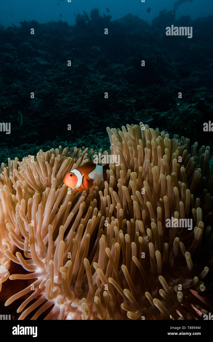 Nemo gili islands hi-res stock photography and images - Alamy