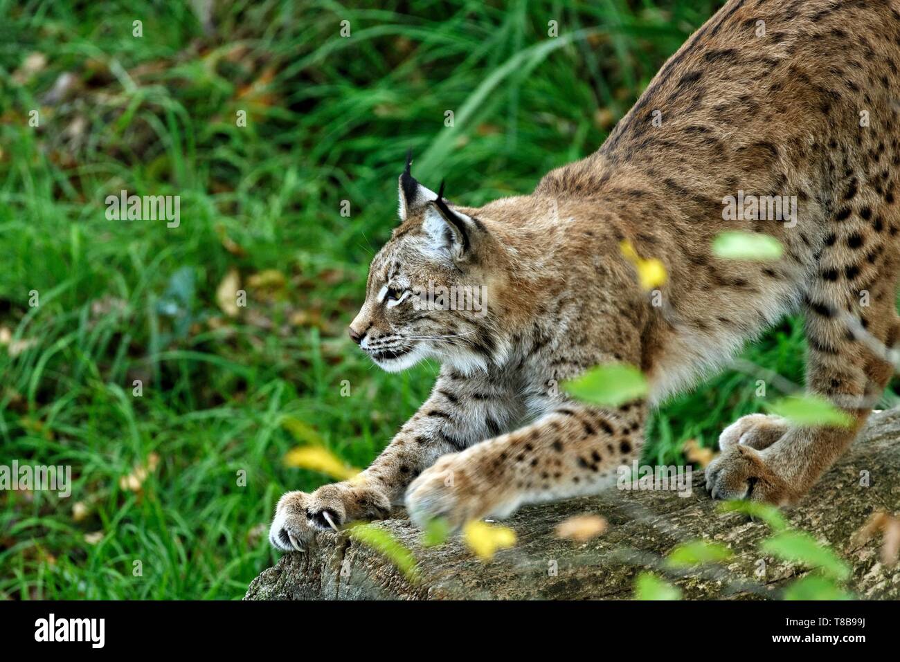 France, Moselle, Rhodes, Sainte Croix wildlife park, lynx (Lynx lynx ...