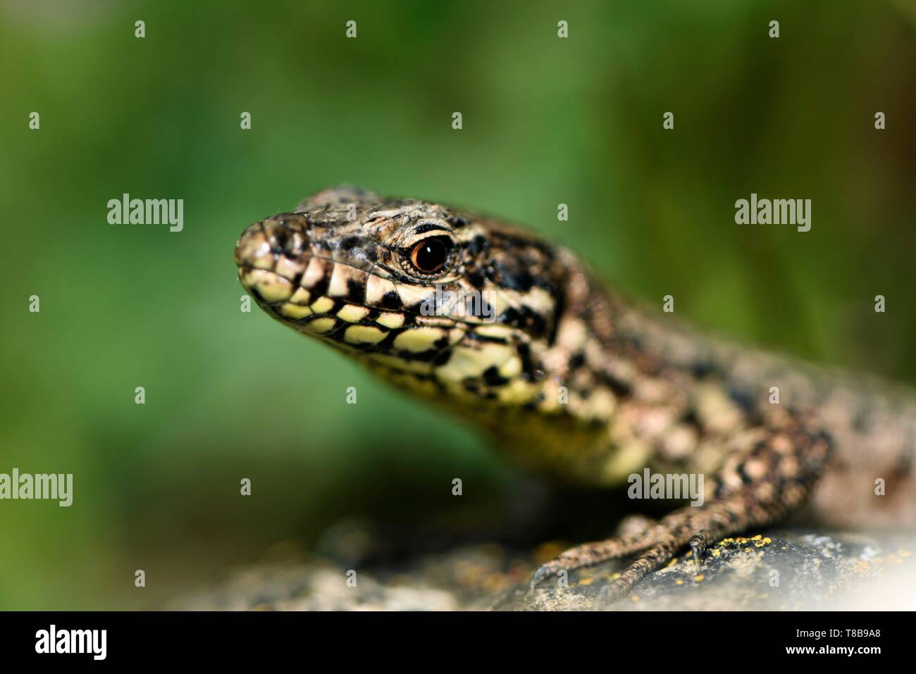 France lizards hi-res stock photography and images - Alamy