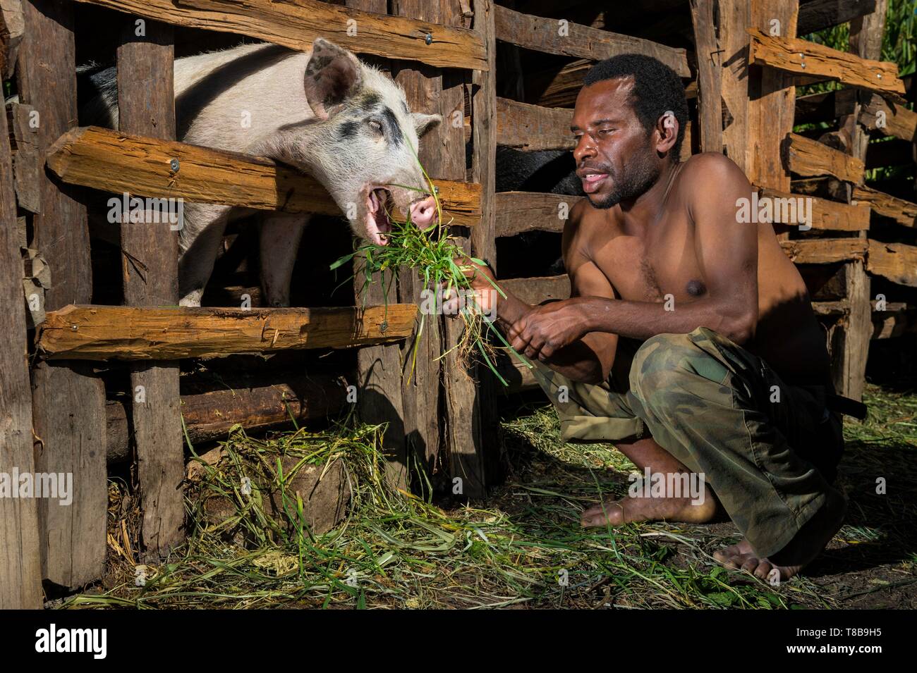 Papua New Guinea, Enga Province, Ewa tribe, Wabag region, man feeding a ...
