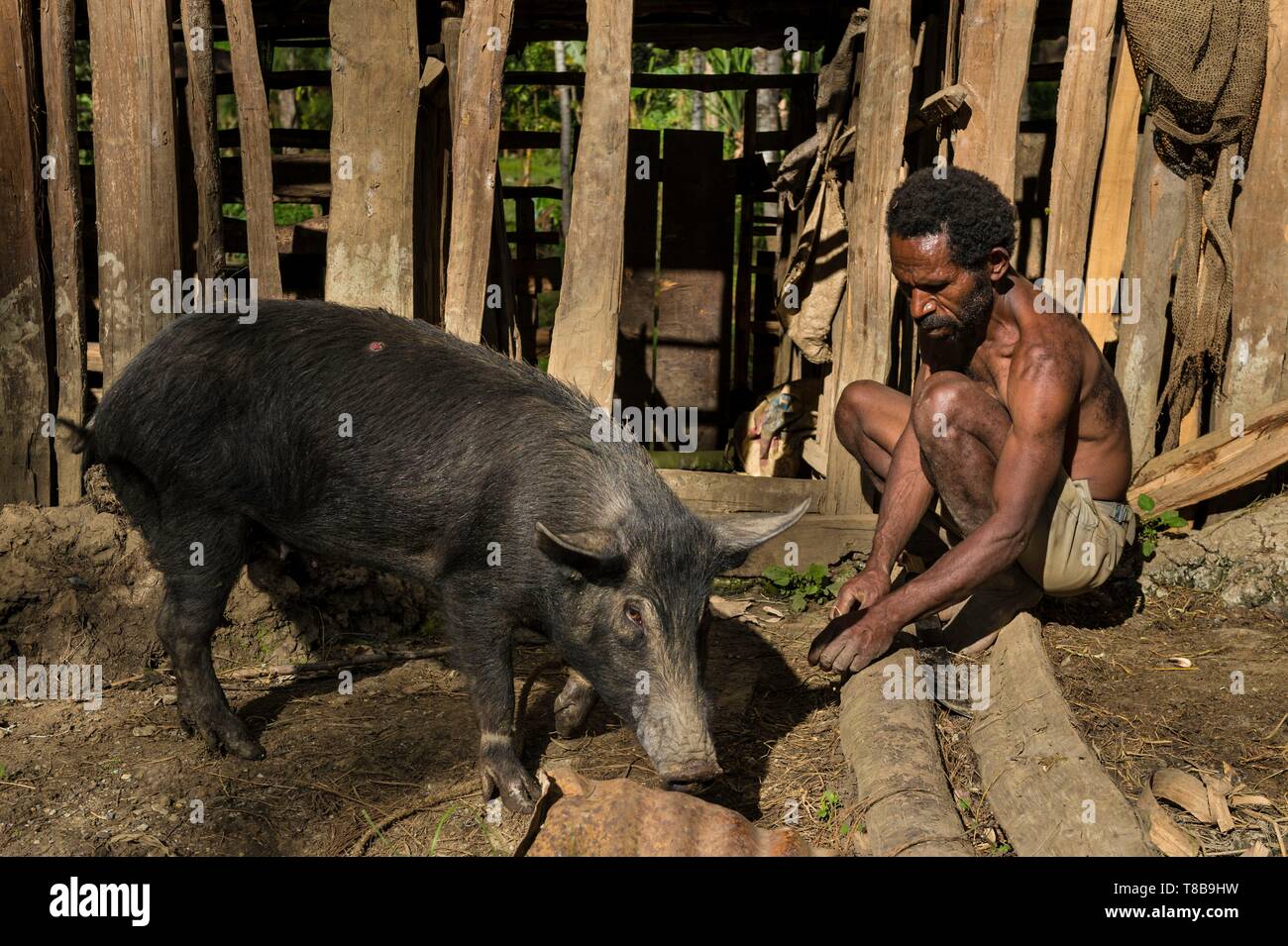 Papua New Guinea, Enga Province, Ewa tribe, Wabag region, pig farmer ...