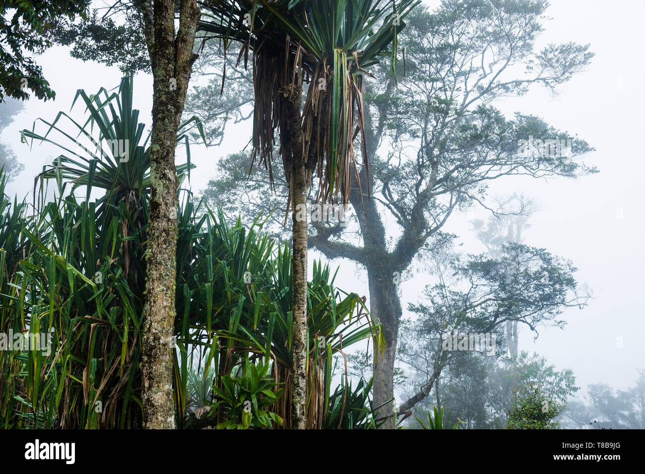 Hela province papua new hi-res stock photography and images - Alamy