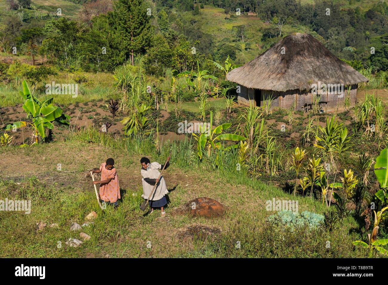 Papua traditional house hi-res stock photography and images - Alamy