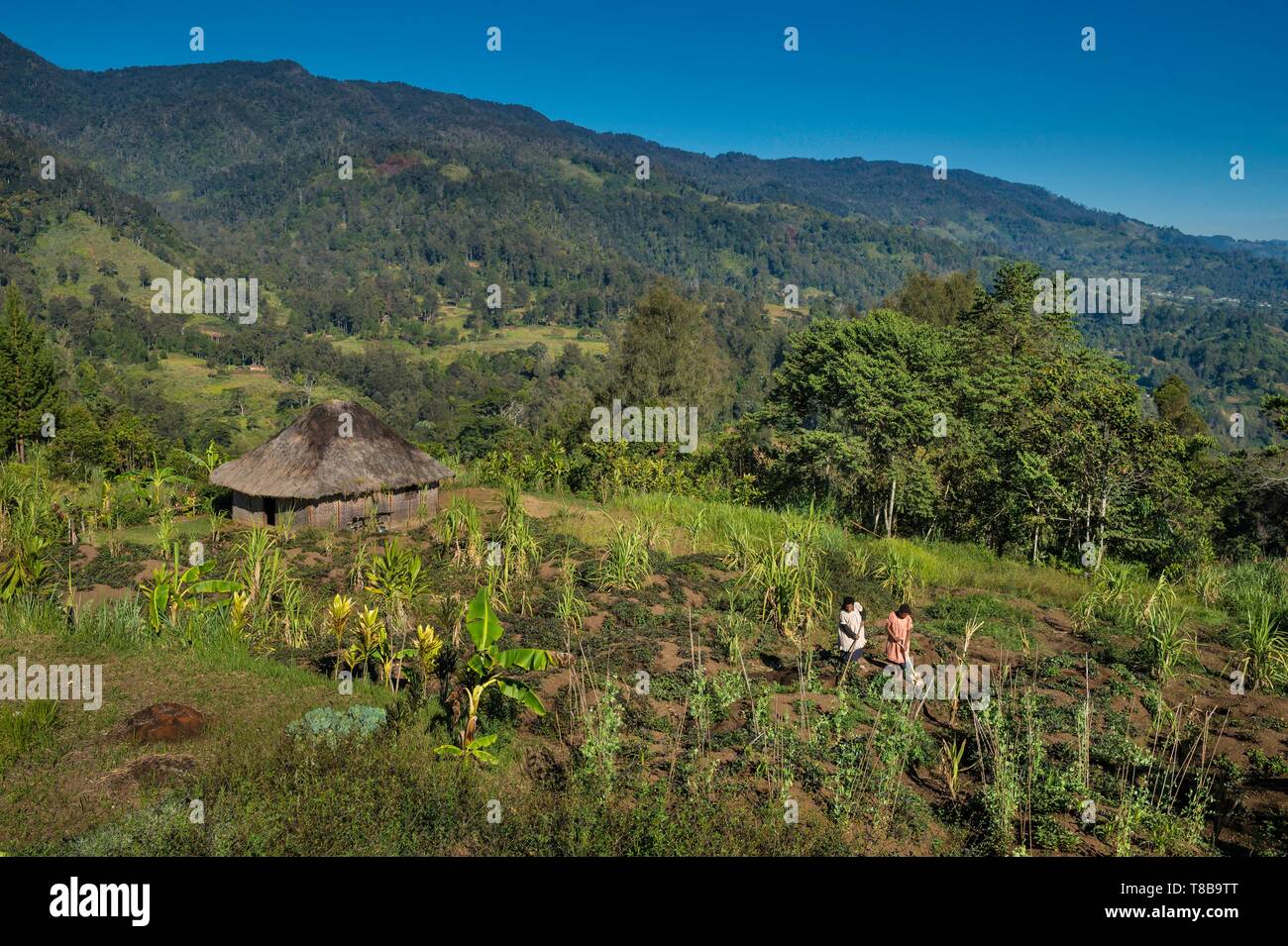 Papua New Guinea, Enga Province, Enga tribe, Wabag region, traditional ...