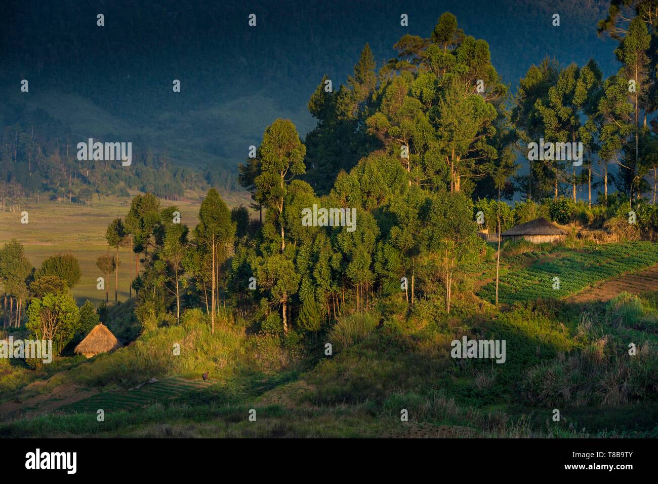 Papua New Guinea, Enga Province, Enga tribe, Wabag region, traditional ...