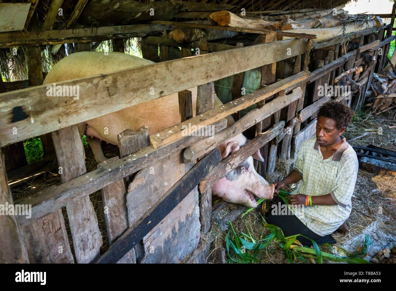 Highlands papua new guinea farming hi-res stock photography and images ...