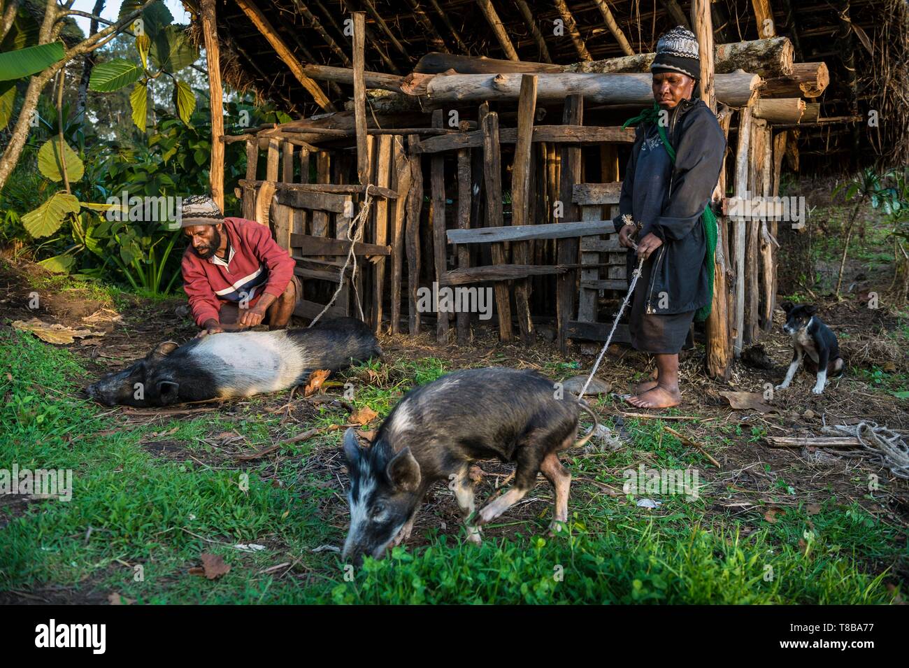 Highlands papua new guinea farming hi-res stock photography and images ...