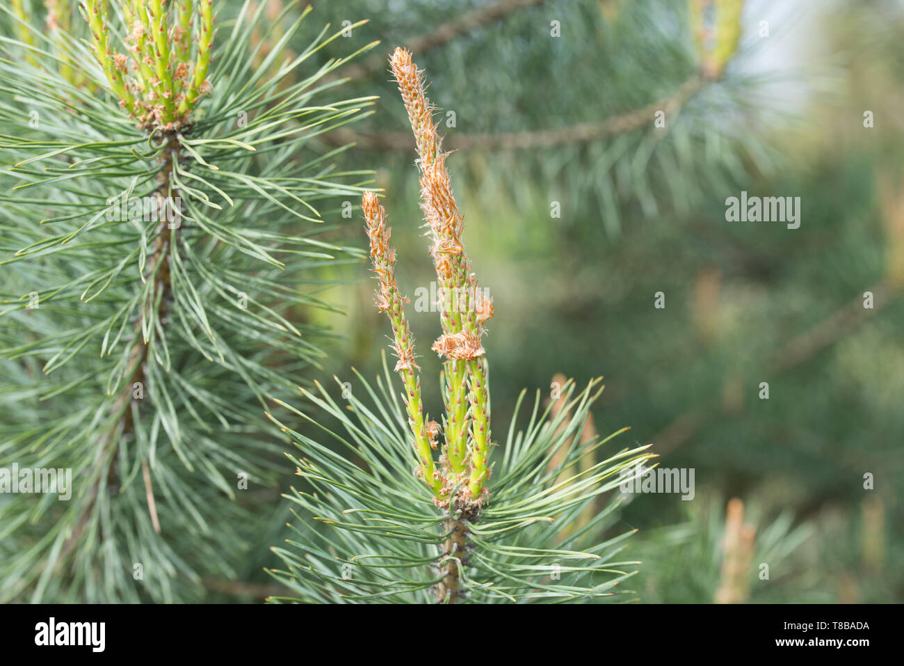 spring sprouts on pine tree Stock Photo - Alamy