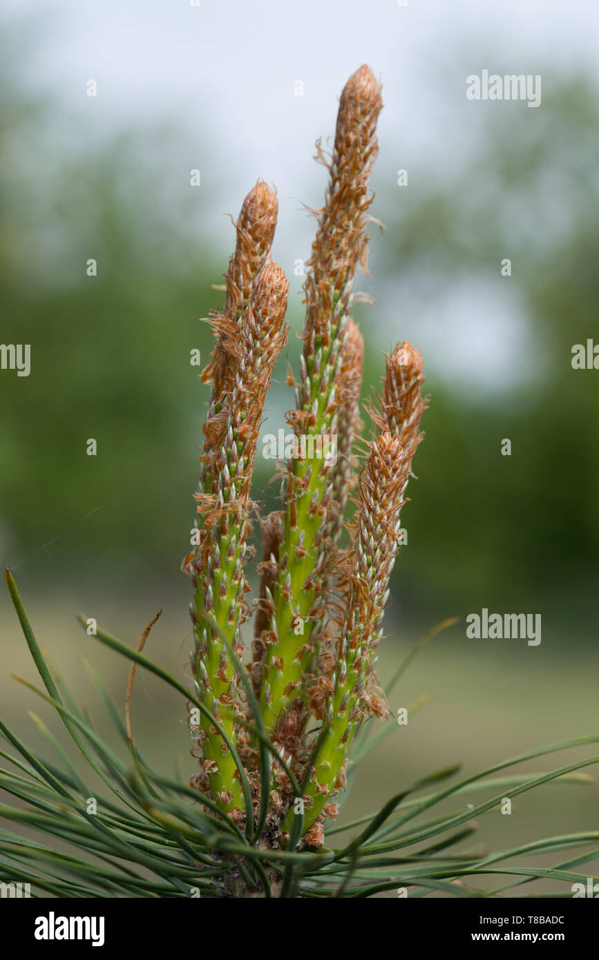 Pine tree sprouts hi-res stock photography and images - Alamy