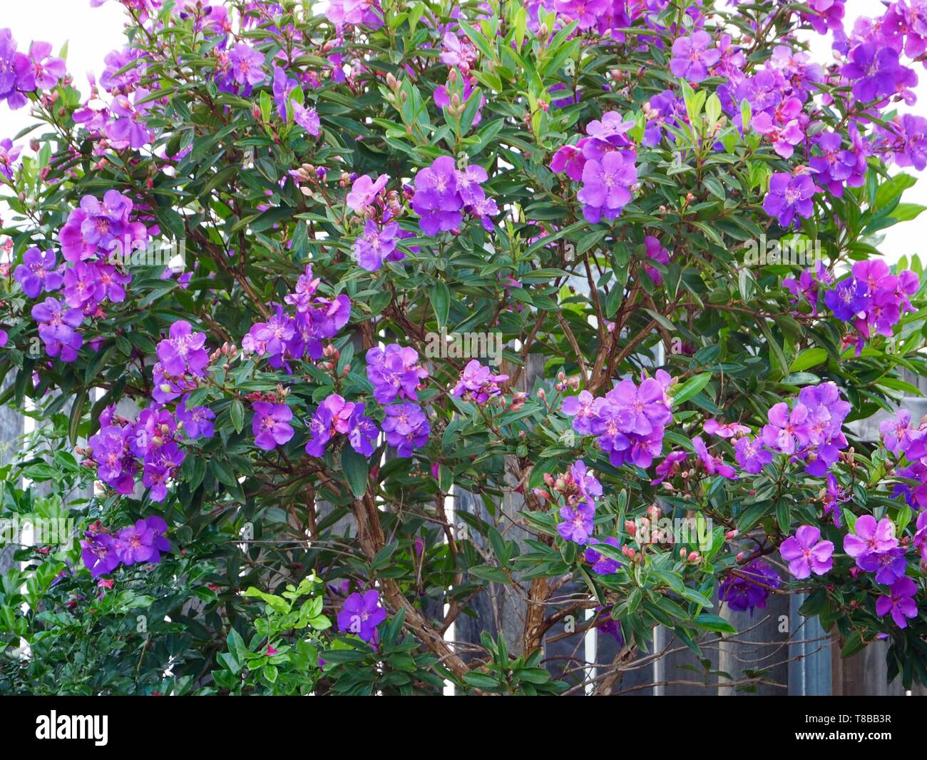 Australian Bloom High Resolution Stock Photography and Images - Alamy
