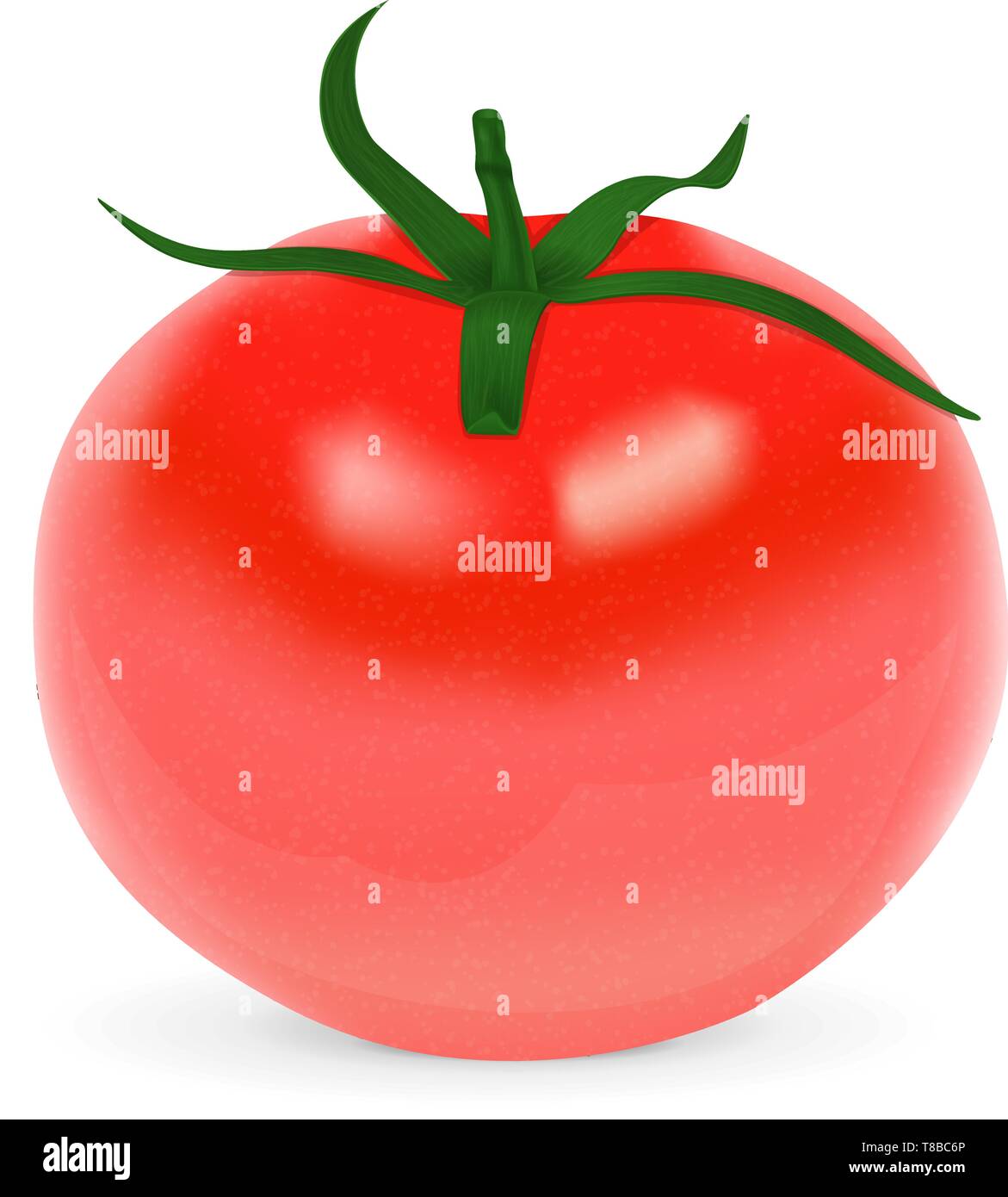 One fresh red tomato Stock Vector Images - Alamy