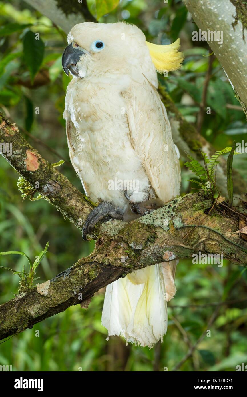 Papua New Guinea, Southern Highlands province, Bosavi area, Kaluli ...