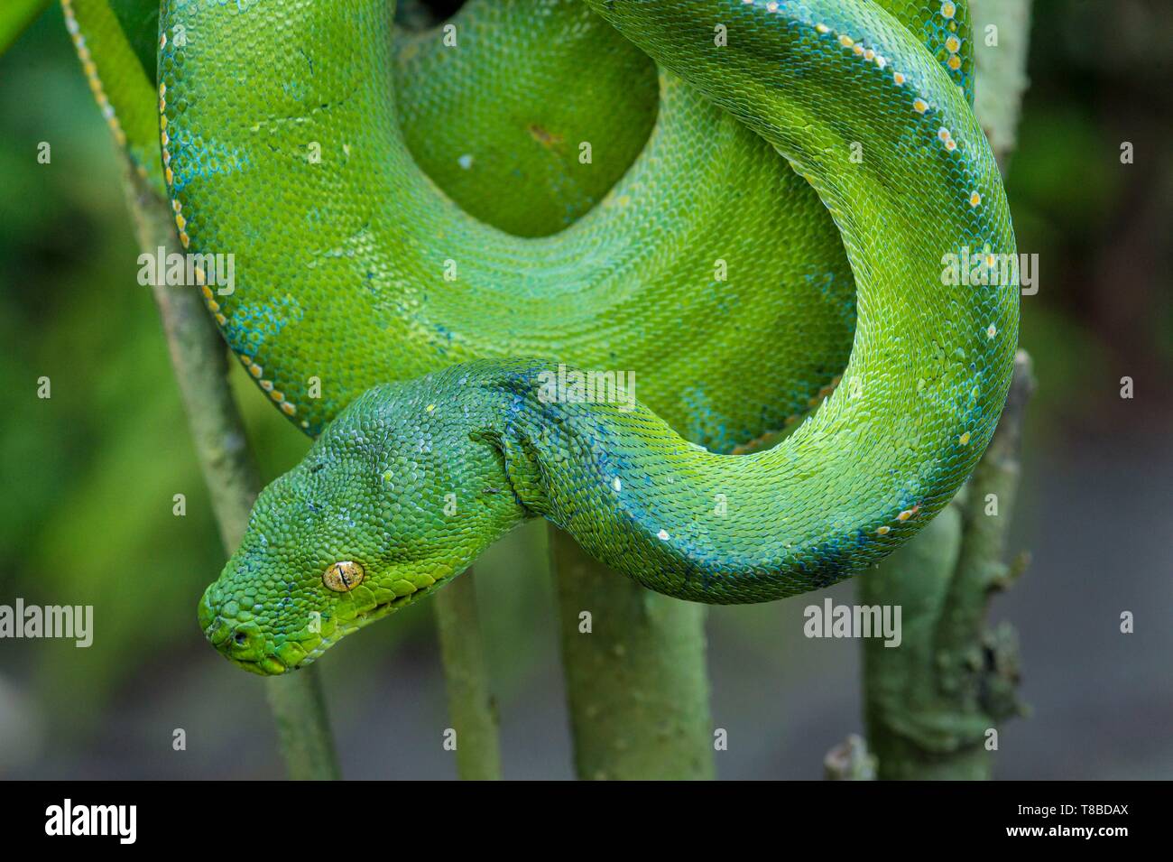 Papua New Guinea, Western Highlands Province, Wahgi Valley, Mount Hagen ...