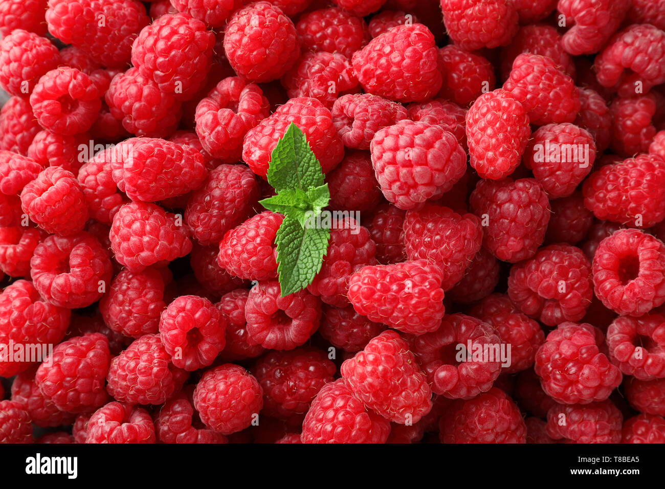 Fresh ripe raspberries with mint leaves as background Stock Photo - Alamy