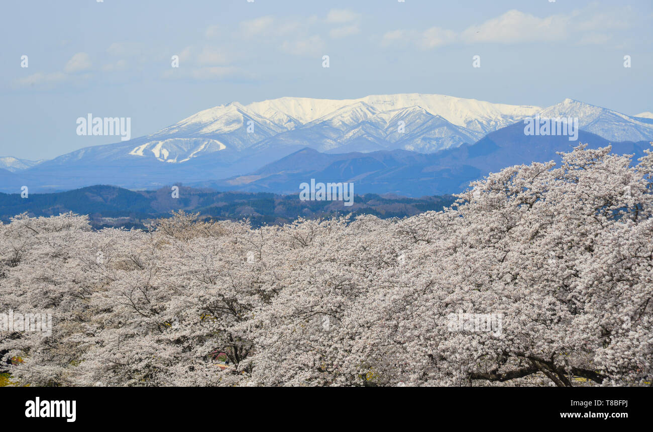 Cherry blossom with Zao Mountain Range background in Miyagi, Japan ...