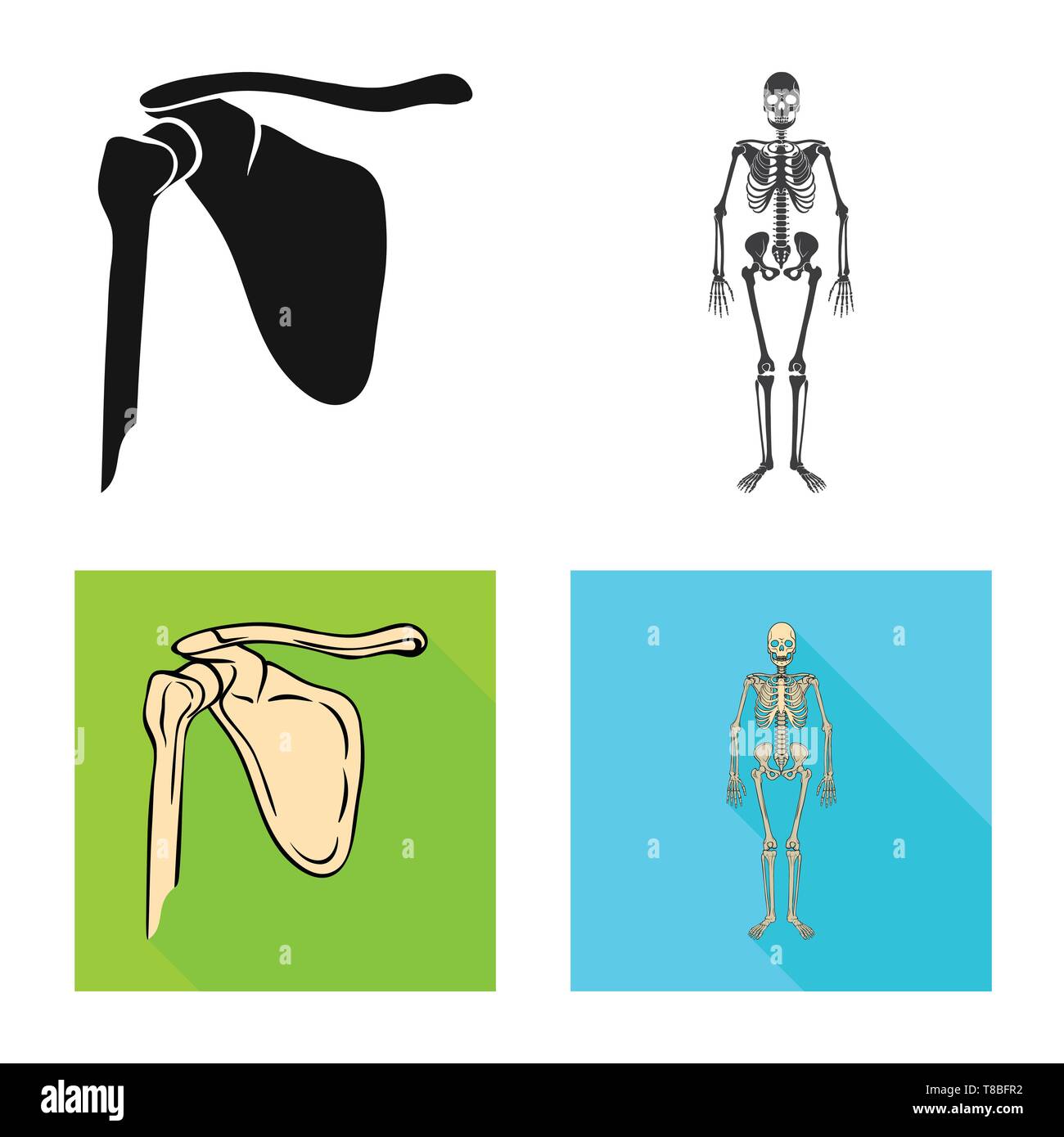 femur,musculoskeletal,pelvis,scientific,hip,skeletal,pelvic,system,body ...