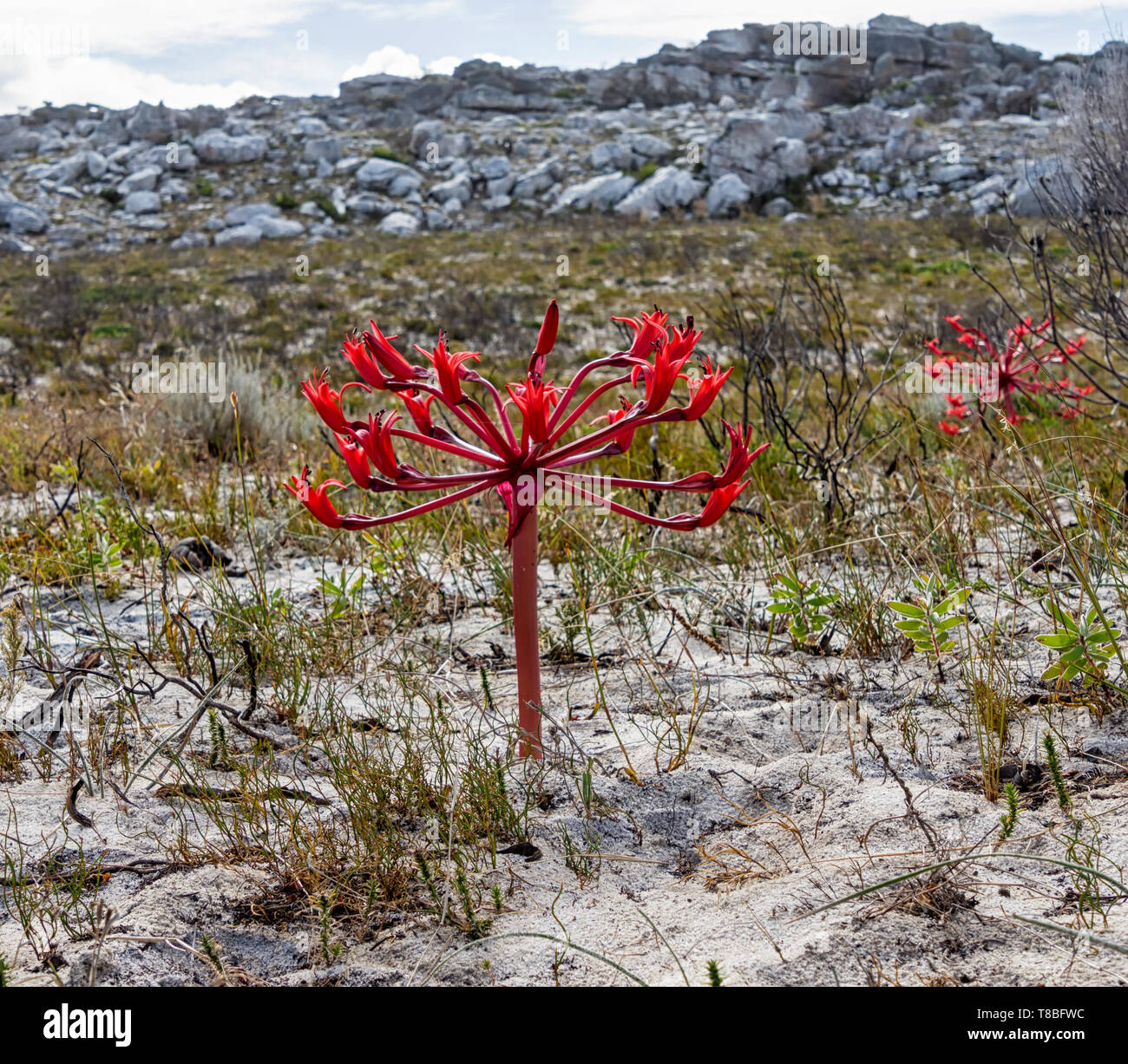 Brunsvigia orientalis hi-res stock photography and images - Alamy