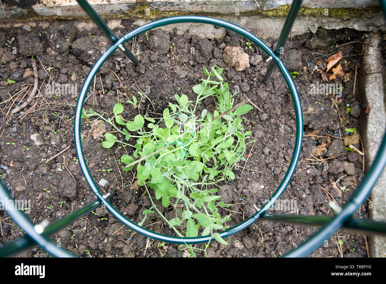 Sweet Pea Support High Resolution Stock Photography and Images - Alamy