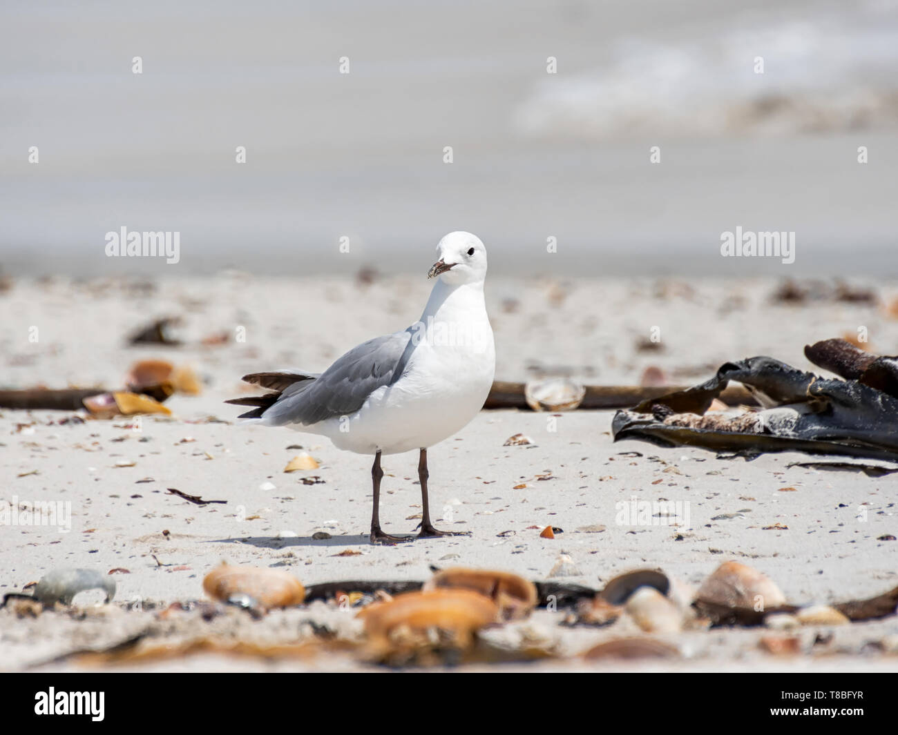 Hartlaub seagull hi-res stock photography and images - Alamy