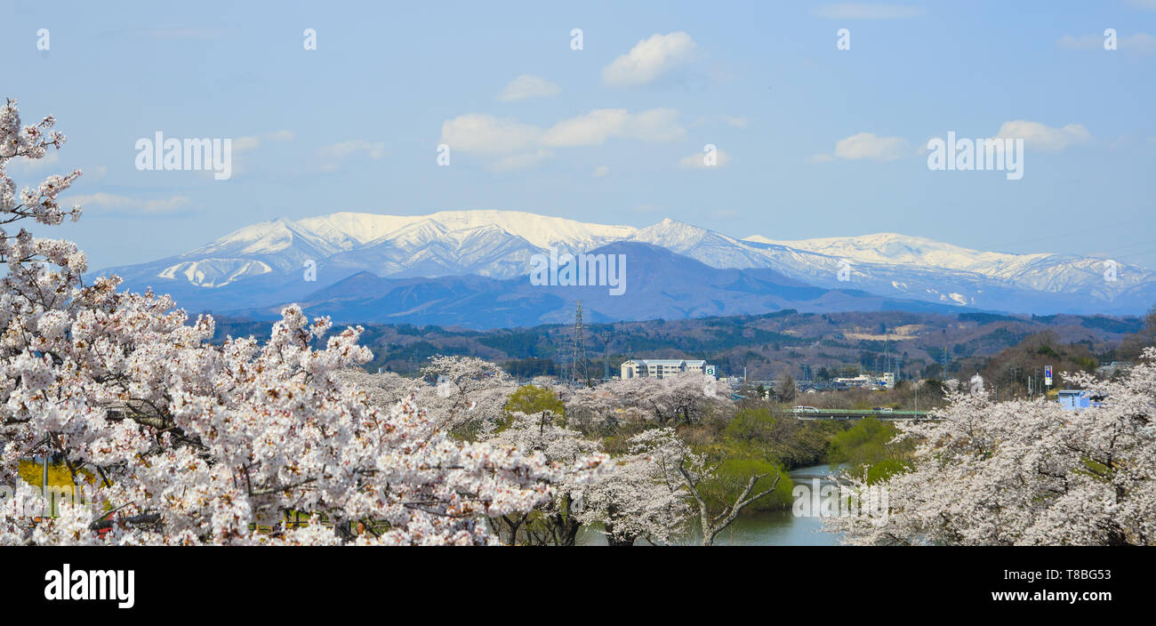 Cherry blossom with Zao Mountain Range background in Miyagi, Japan ...